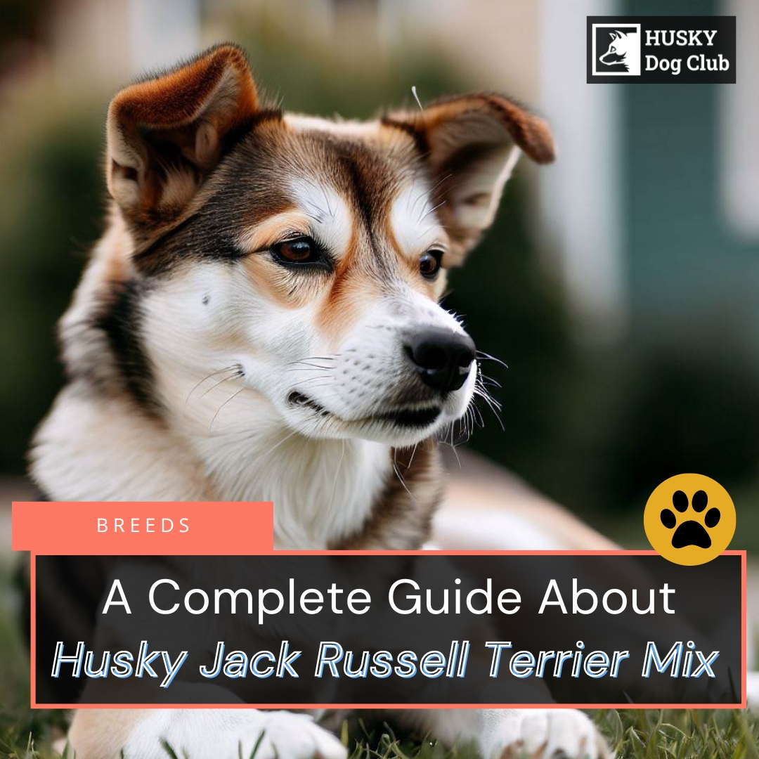 Husky Jack Russell Terrier Mix: A Complete Guide To The Husky Jack Dog Husky Jack Russell Terrier Mix: A Complete Guide To The Husky Jack Dog